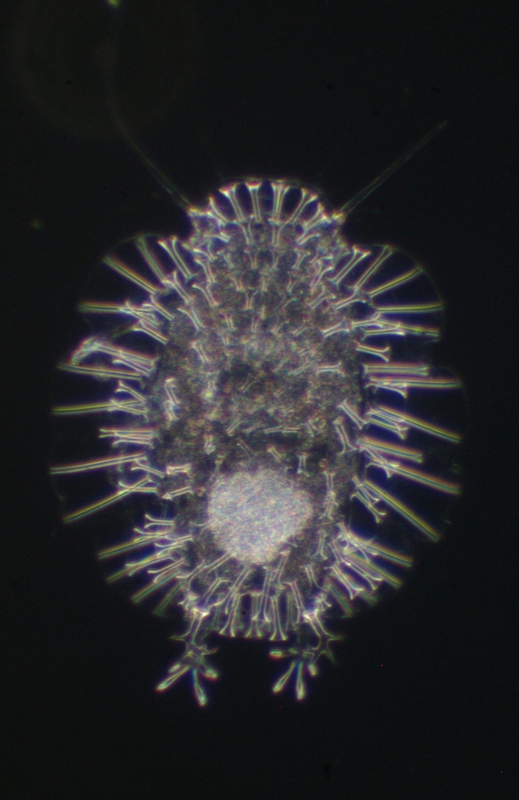 Meiobenthic species of the month from the IAM